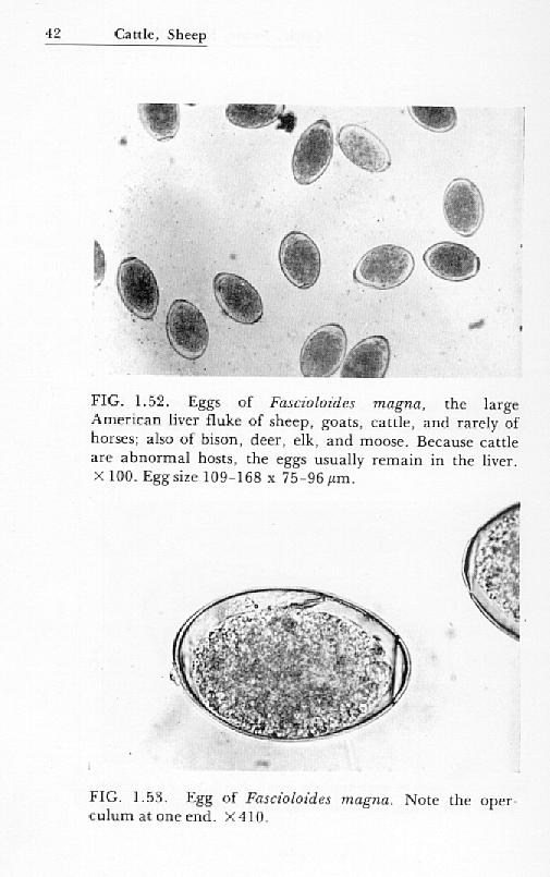 Common Goat and Sheep fecal parasites to look for with microscope